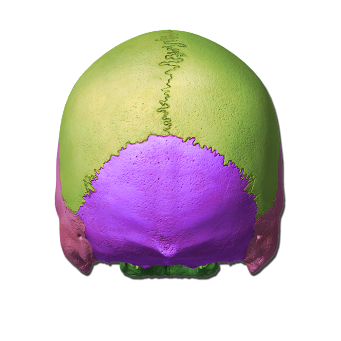 Skull Labeling Quiz