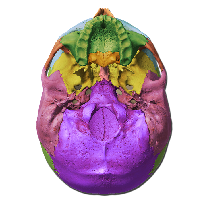 Skull Labeling Quiz